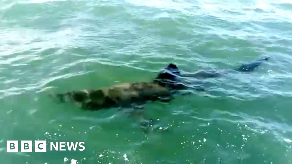 'Rare' North Sea shark sighting off the Norfolk coast - BBC News