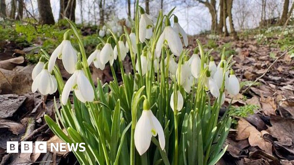 Your West Midlands photos: Snowdrops, boats and a bull