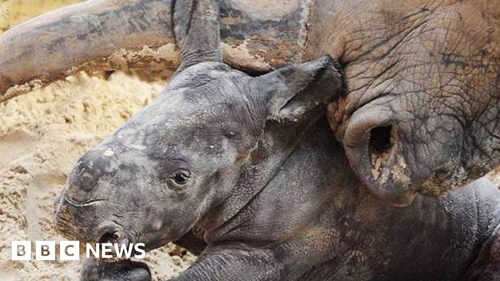 Southern white rhino gives birth to female calf - BBC News