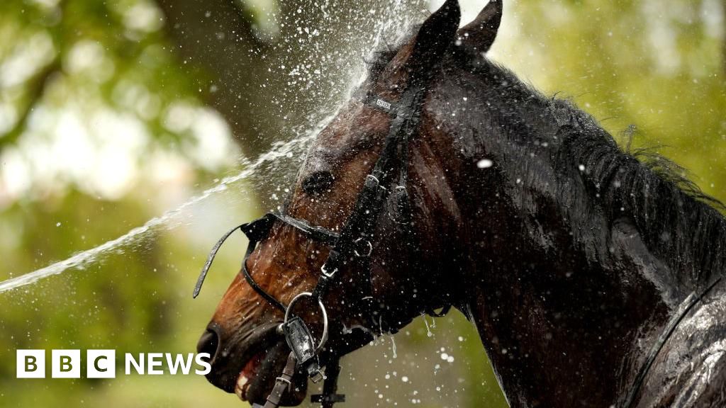 Ice baths and other measures to cool racehorses at Worcester - BBC News