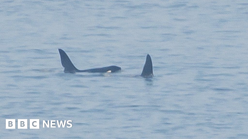 Orca John Coe causes a stir off Anglesey