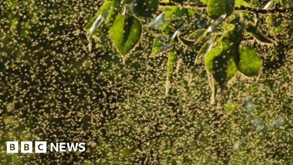 Why are there so many greenfly? - BBC News