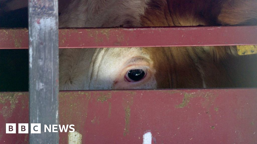 Birmingham abattoir fined for causing distress to animals - BBC News
