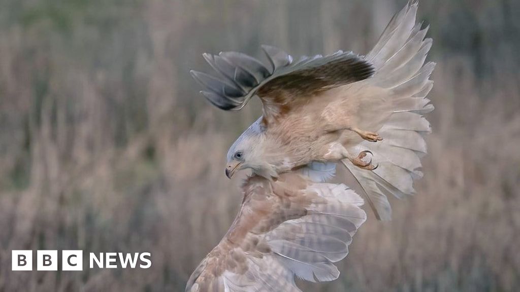 Red kites: White leucistic bird visit Powys farm - BBC News