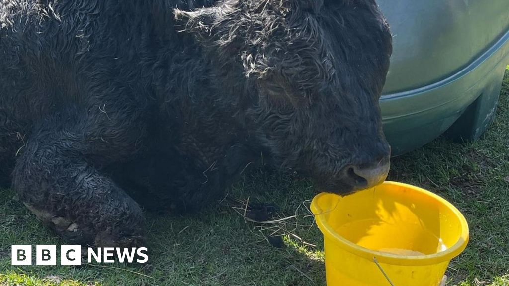 Bull rescued from Crook ditch by firefighters
