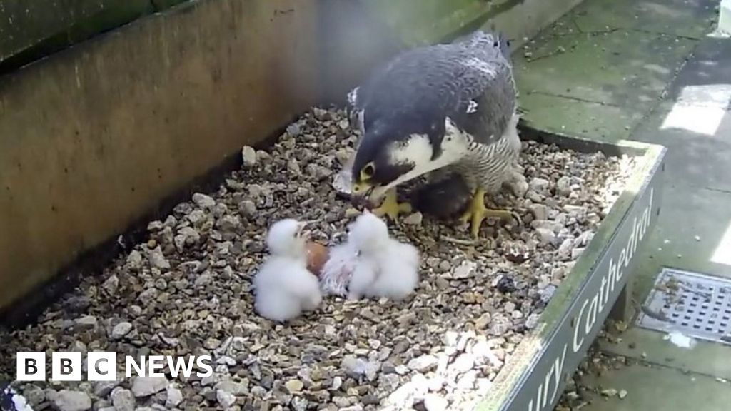 Salisbury: Four peregrine falcon chicks hatch at cathedral - BBC News