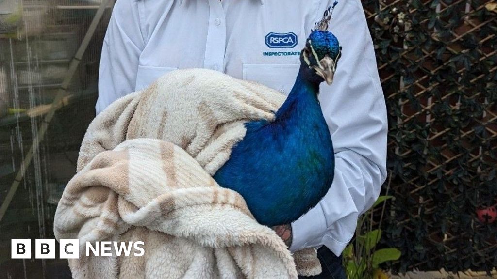 Peacock recovering after falling off County Durham roof