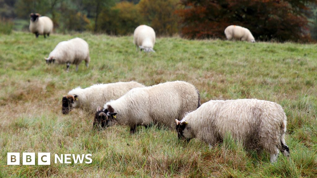 Pregnant sheep killed in suspected dog attack near Peebles