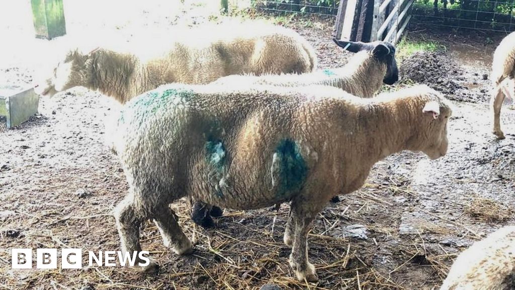 Sheep injured in 'savage' attack in Devon field - BBC News