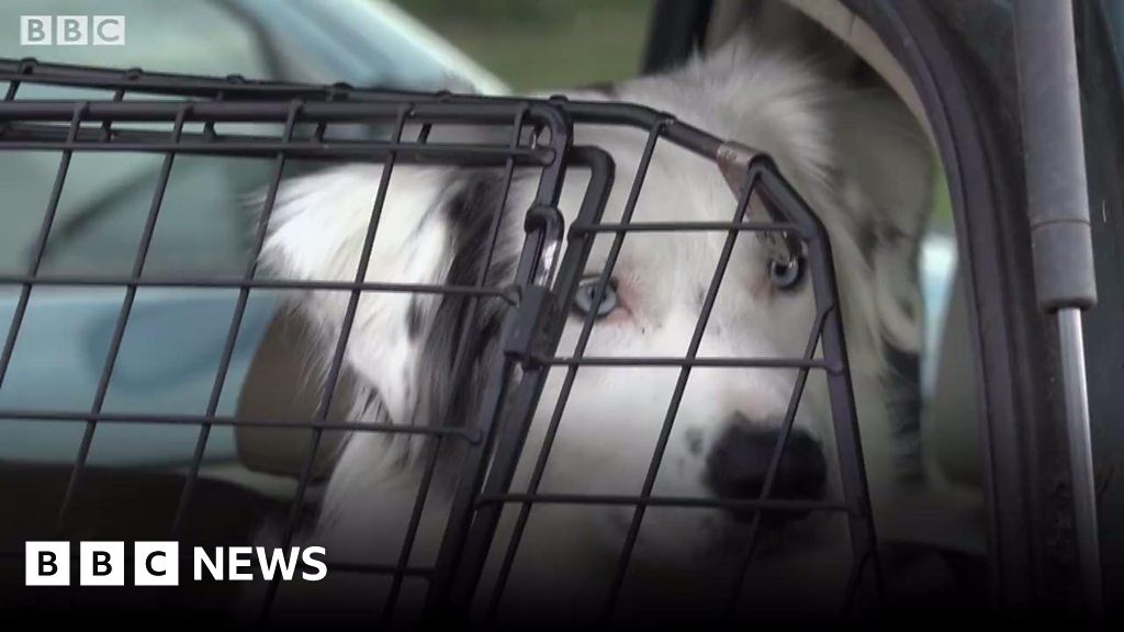 Search dogs receive Thames Valley Police funding - BBC News