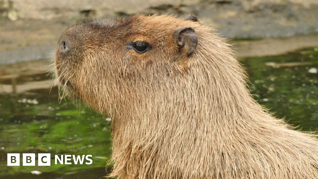 Celebrity capybara Cinnamon spends Christmas with family at home