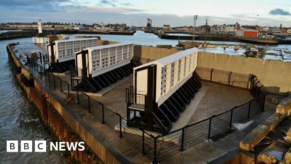 Lowestoft nesting hotels open to protect kittiwakes - BBC News