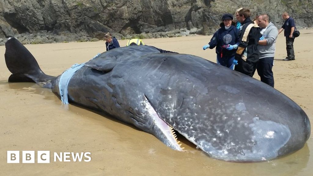 Whale stranded on Perranporth beach dies on the shore - BBC News