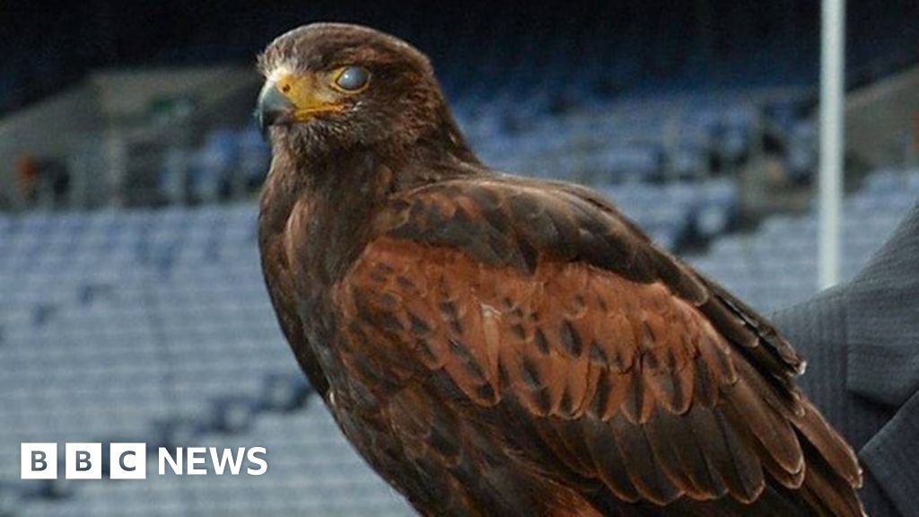 GAA calls in Croke Park hawk to tackle pigeon pitch invasions - BBC News