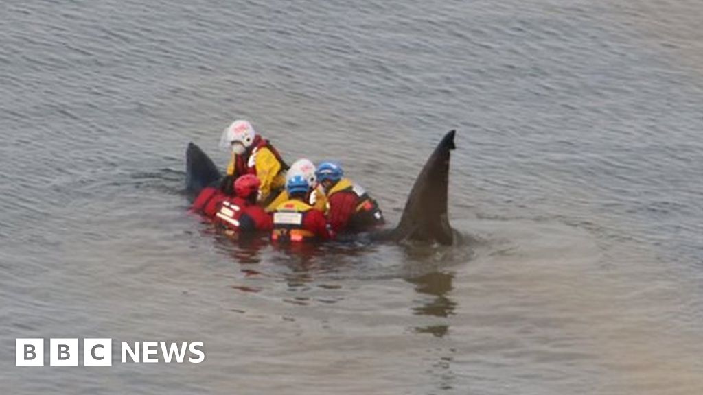 Stranded Filey Bay shark put down after failed rescue attempts