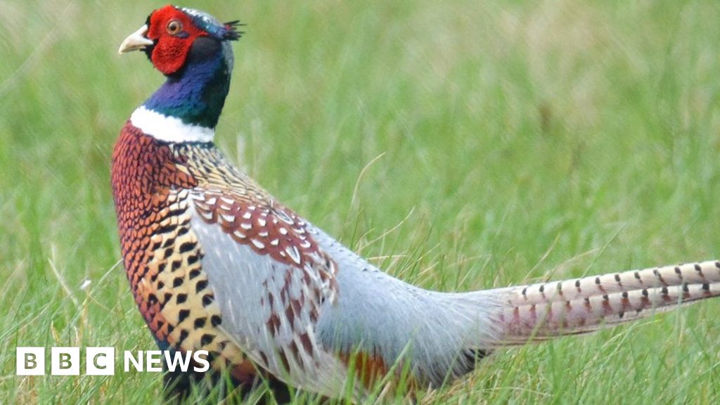 Pheasant shoots: Job loss claim over tighter Wales rules