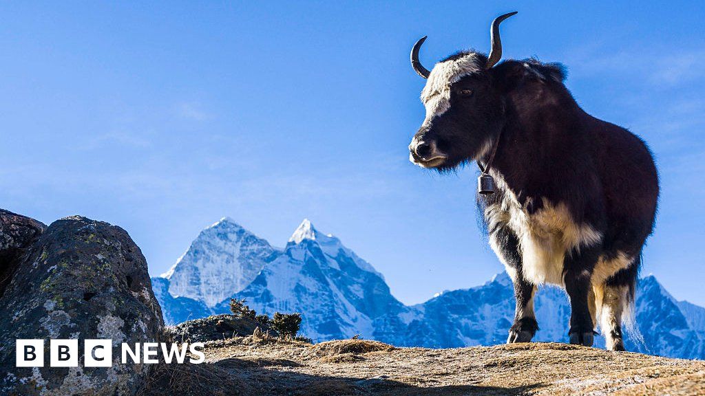 'Tragedy' as 300 yaks starve trapped by snow in India