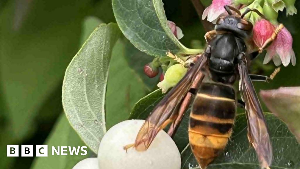 Invasive Asian hornet sighting recorded in North Yorkshire