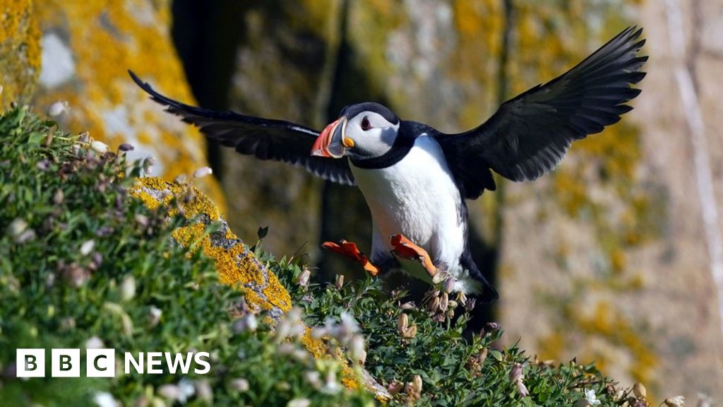 Puffin friendly zone to be added to marine charts