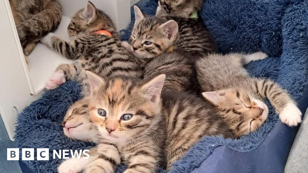 Urgent warning to cat owners amid influx of abandoned kittens