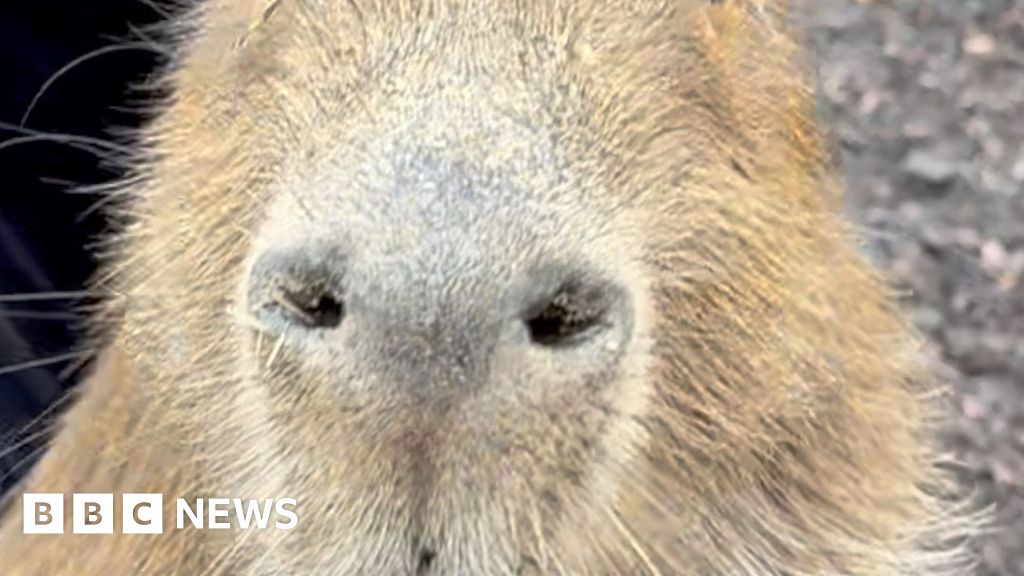 Capybaras: "They just kind of vibe through life". - BBC News