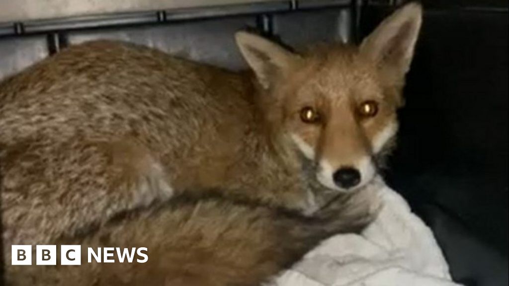 Gosport fox found with plastic around neck is released - BBC News