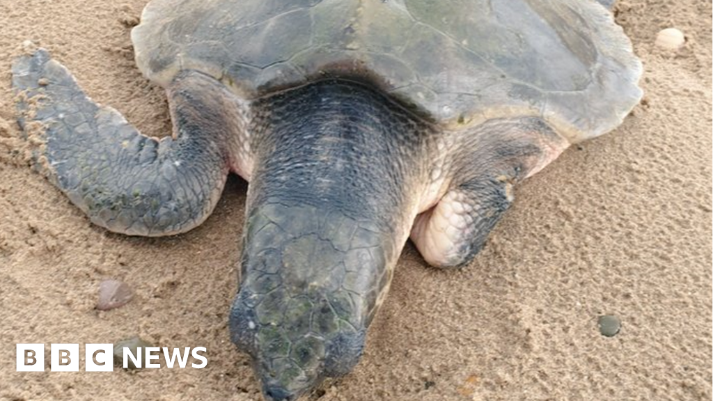 Rare turtle 'Tally' found on Talacre beach after Storm Arwen - BBC News