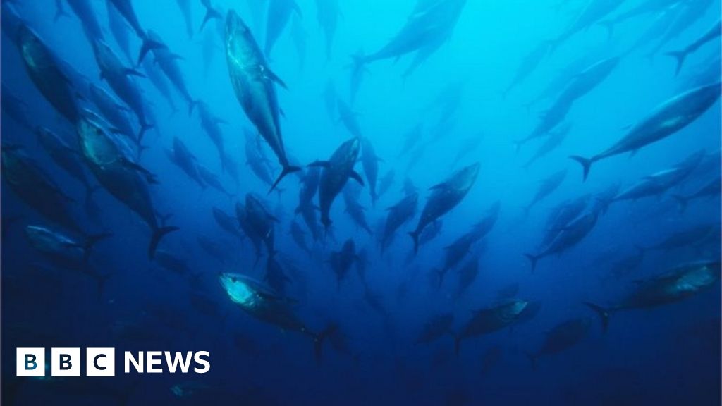 Marine population halved since 1970 - report - BBC News