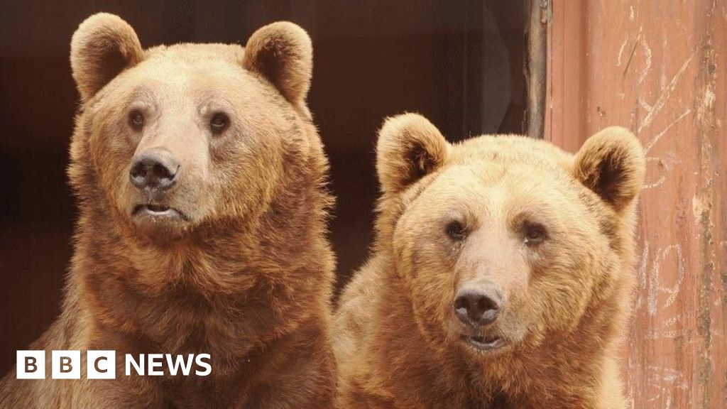 Meet the Isle of Wight carpenter behind rescued bears enclosure - BBC News