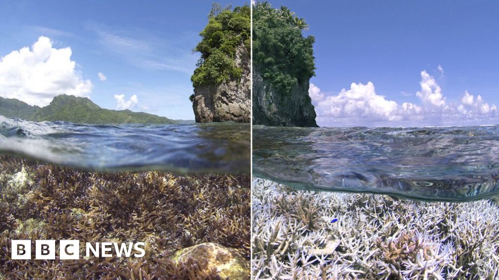 Coral worldwide threatened by bleaching - NOAA - BBC News