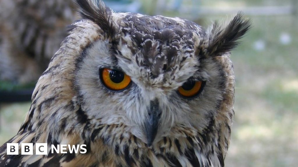 Barrow Owl Sanctuary scrutinised by watchdog - BBC News