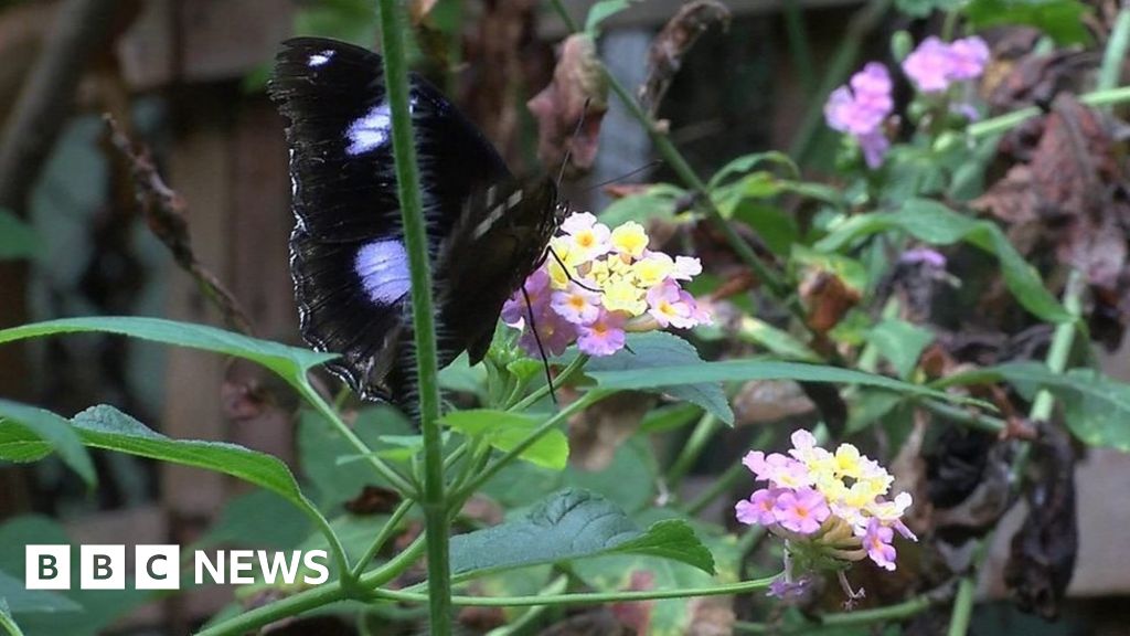 National Poetry Day: Black Country word bobowler celebrated - BBC News