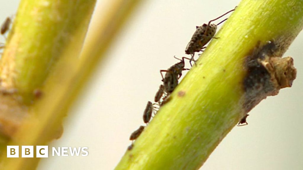 Giant willow aphid mysteries studied by Harper Adams University - BBC News