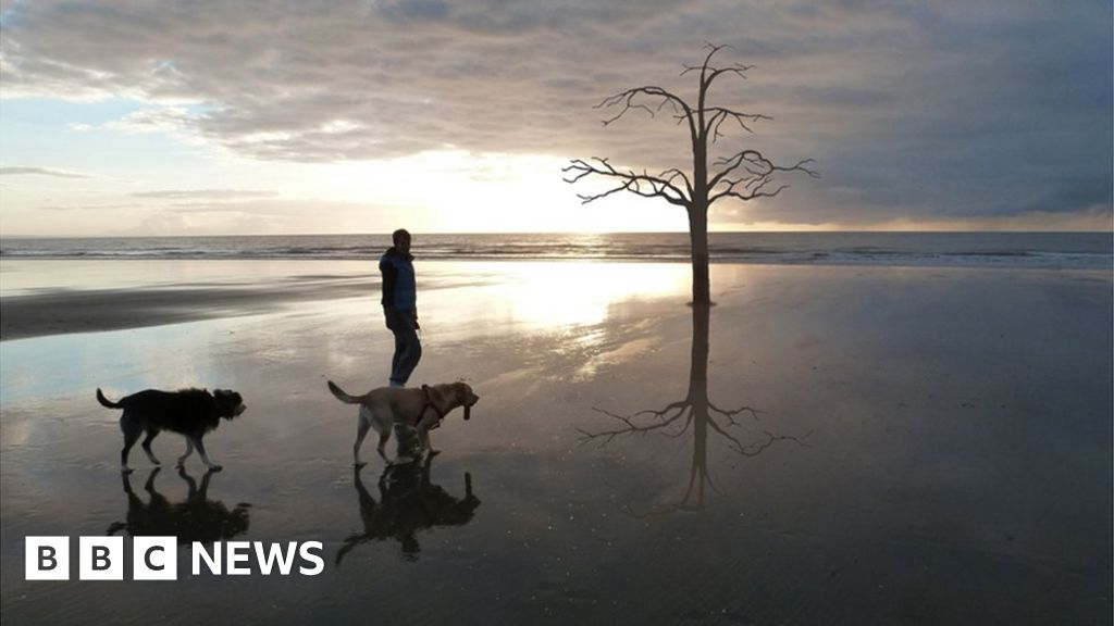 Borth beach bronze tree sculpture plans rejected - BBC News