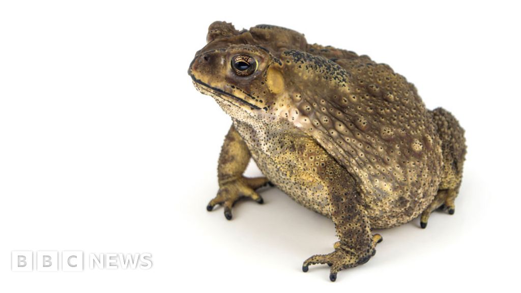 Signs on Lochinver to Stoer road warn of migrating toads - BBC News