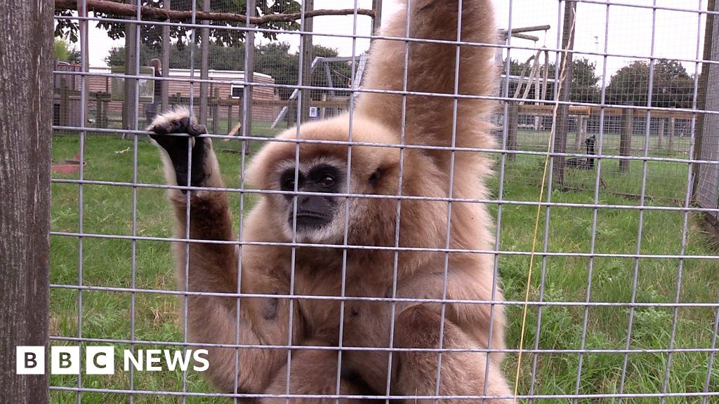 Hamerton Zoo Park gibbon turns 60 - BBC News