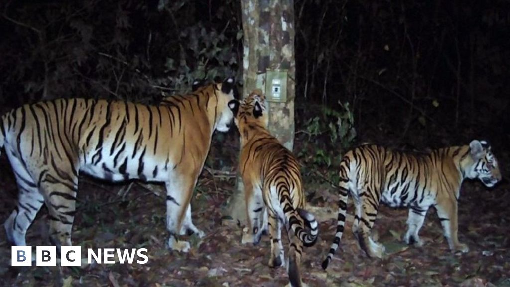 Group of rare tigers found in Thailand - BBC News