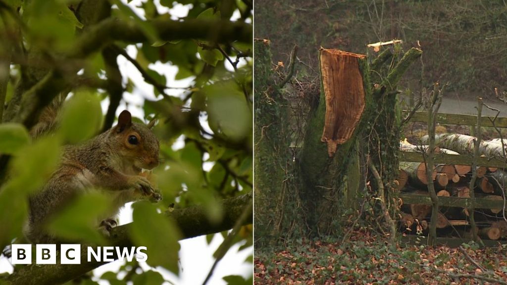 squirrel peeling bark