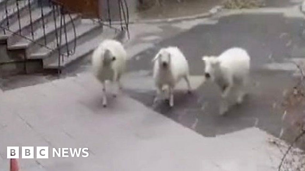 ICYMI: Runaway sheep and a big bale of turtles