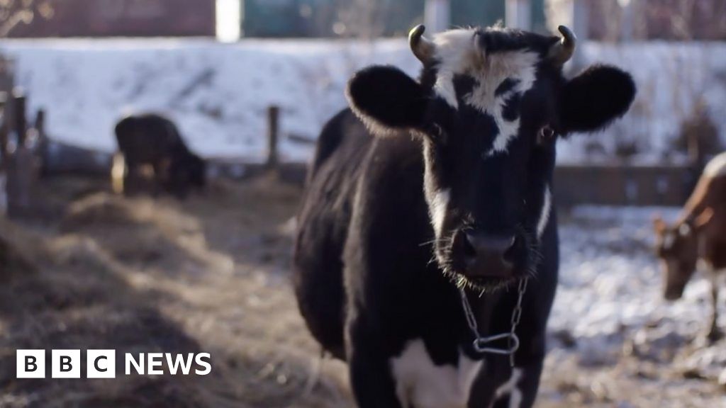 100 Women 2016: Birthday cakes and candles for retired Russian cows ...