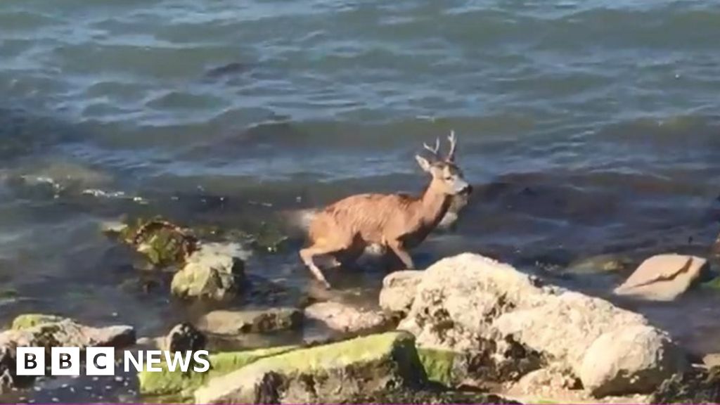 Deer drowns in failed rescue attempt at Southsea - BBC News