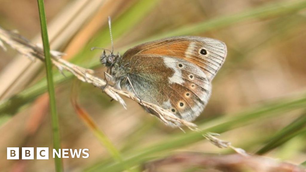 Rare argus butterfly returns to wild after 150 years - BBC News