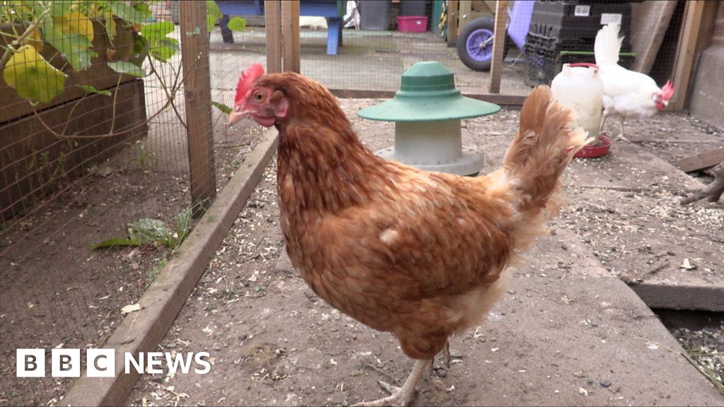 Chickens helping Haringey pupils affected by Covid-19