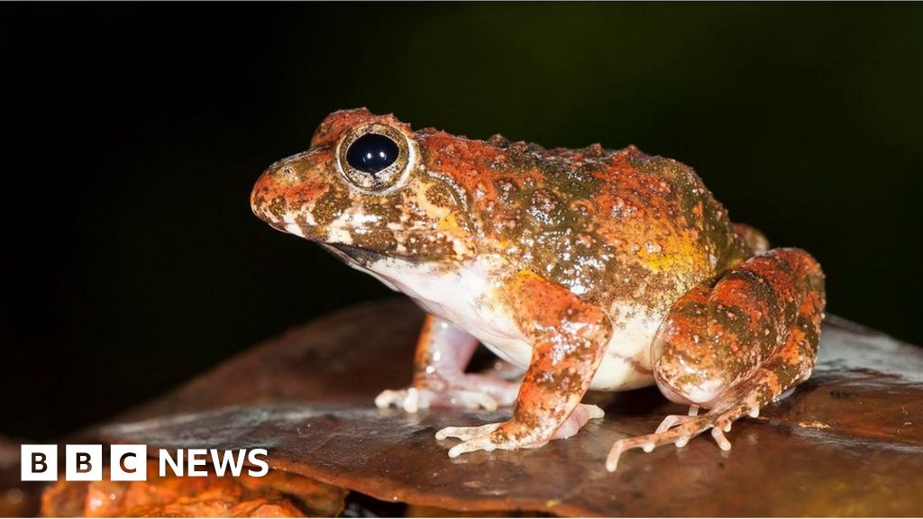 New frog species discovered in India's Western Ghats