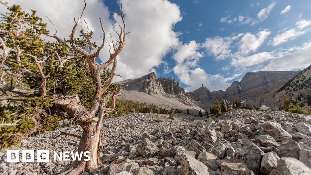 The oldest living thing on Earth - BBC News