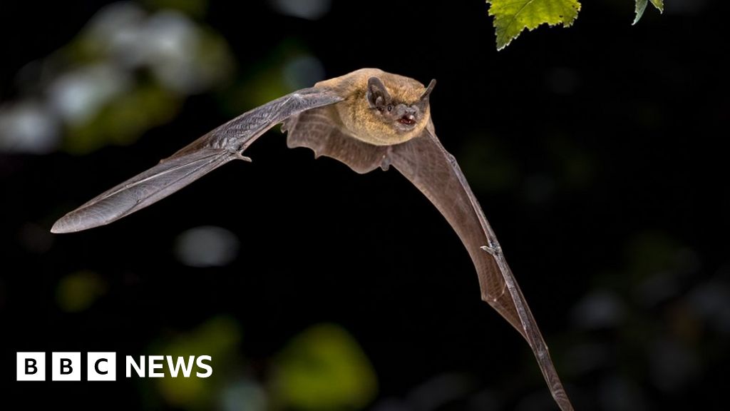 Bat recordings in Jersey shows increase in species - BBC News