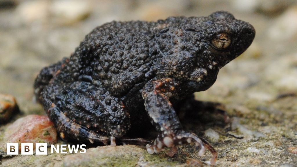 Frog foam could deliver drug therapy - BBC News