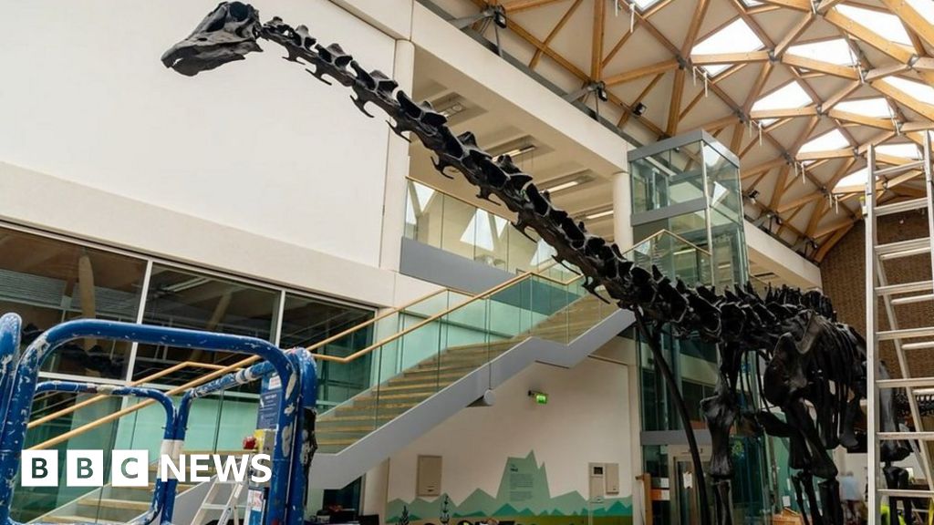 Dippy the dinosaur assembled in time-lapse video - BBC News