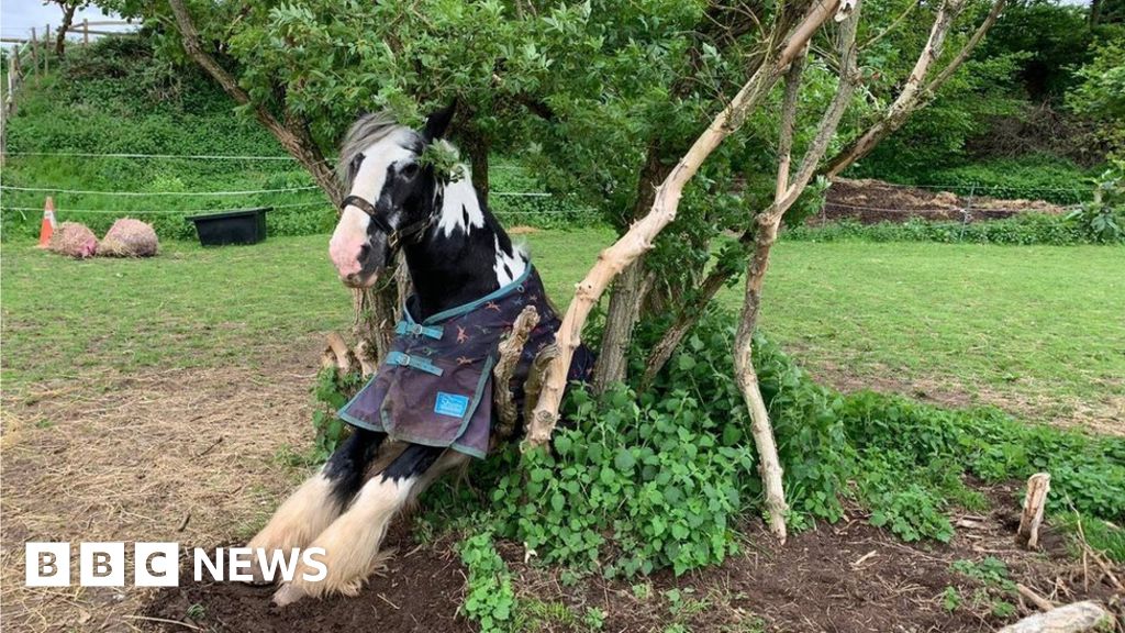 Horse stuck between trees in Sudbury is rescued by fire crews - BBC News