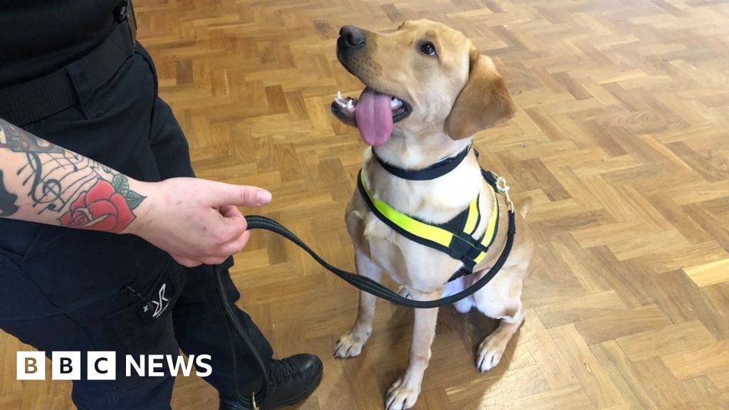Drug-carrying volunteers help train sniffer dogs in Wisbech - BBC News